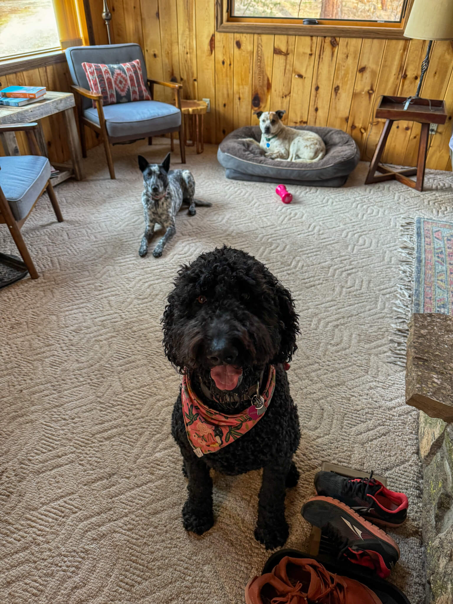 Dog-Friendly Durango Colorado: A Complete Guide