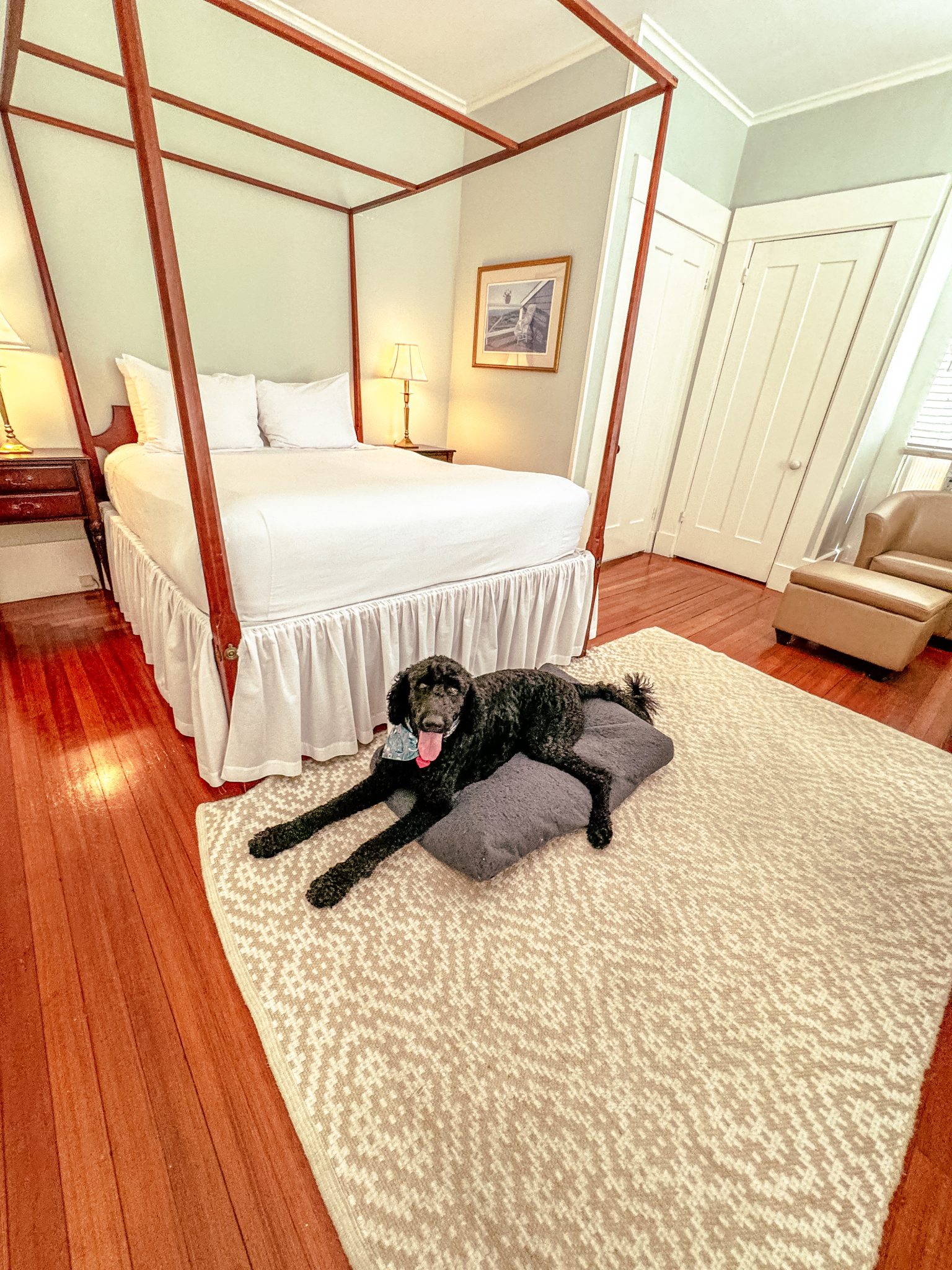 Traveling With a Dog: What You Need to Know
