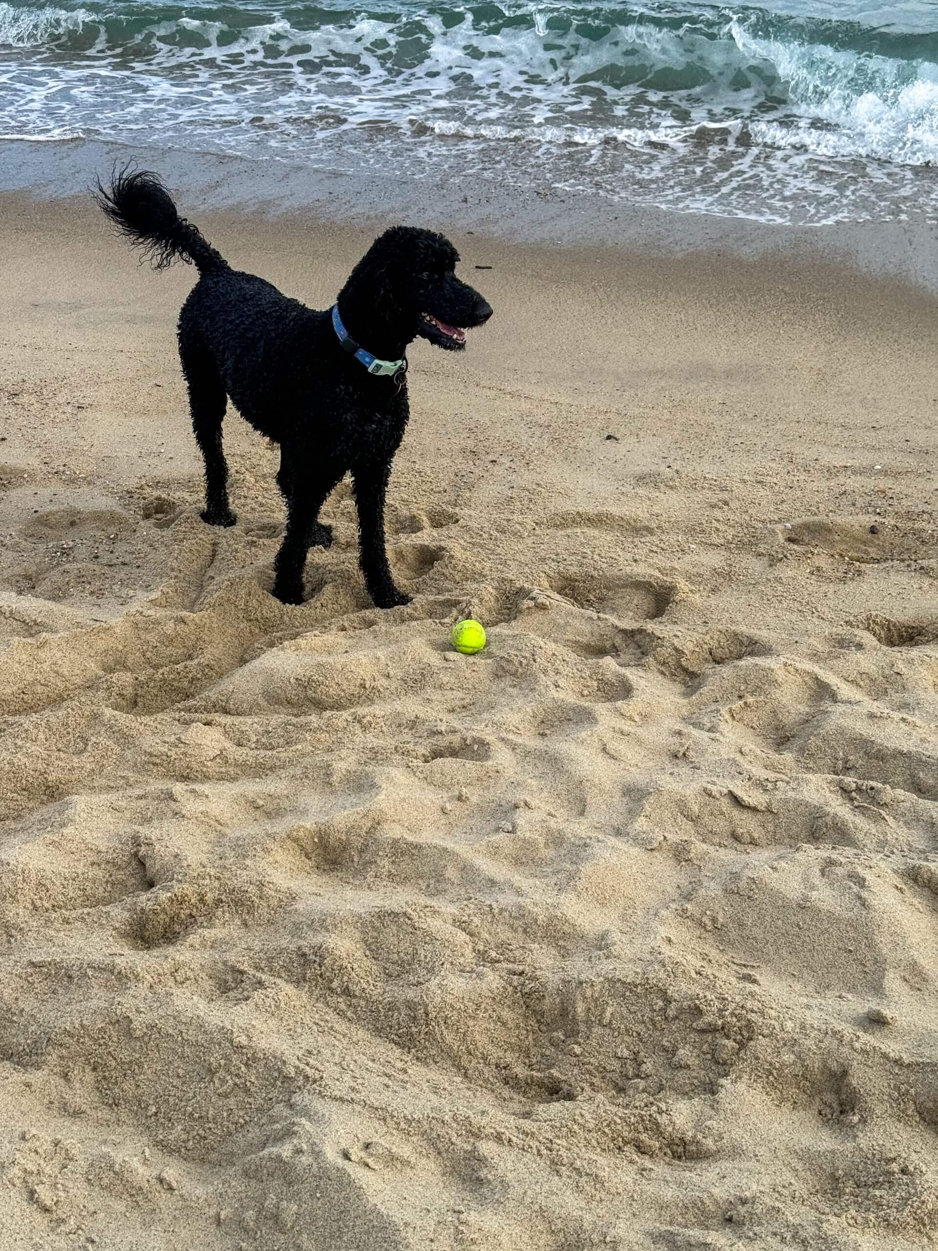 Ultimate Dog-Friendly Nantucket Guide