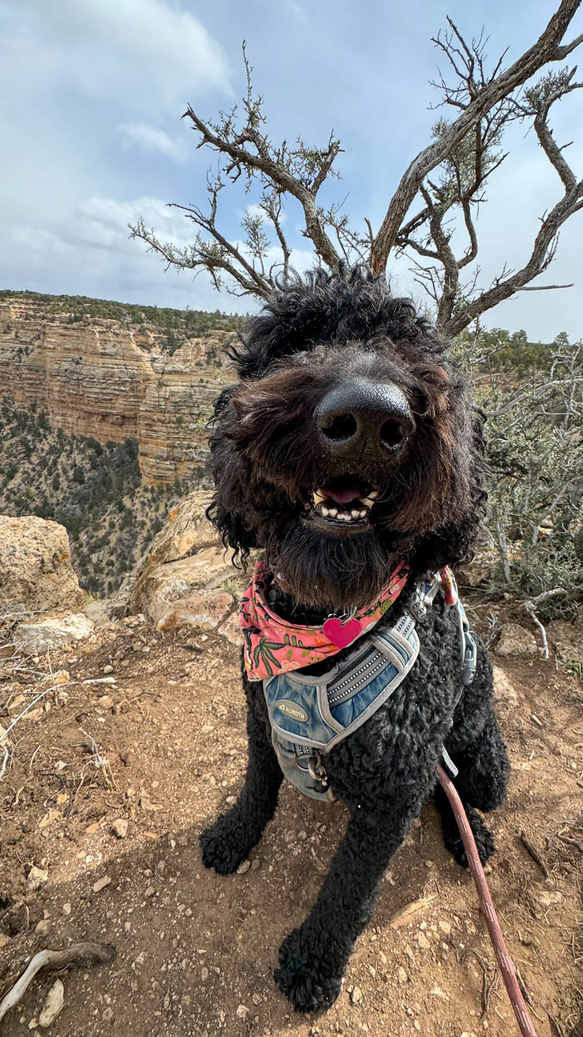 Dog-Friendly Grand Canyon: A Guide To Your Stay